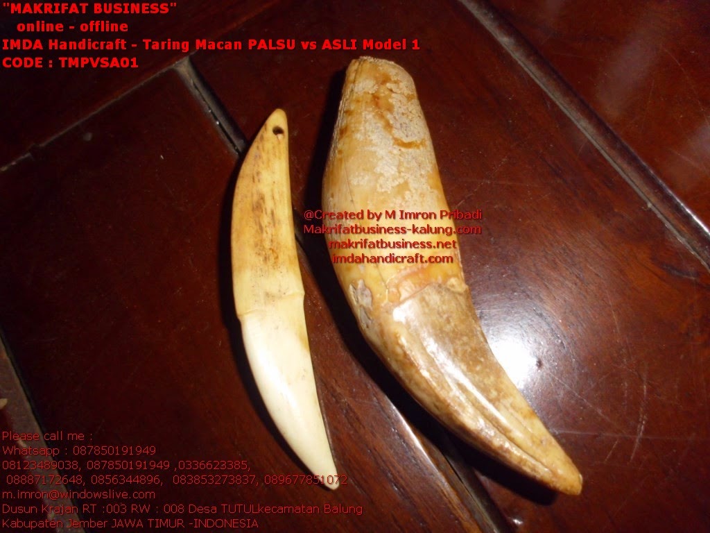 Taring Macan ASLI vs PALSU by : IMDA Handicraft Kerajinan Khas Desa ...